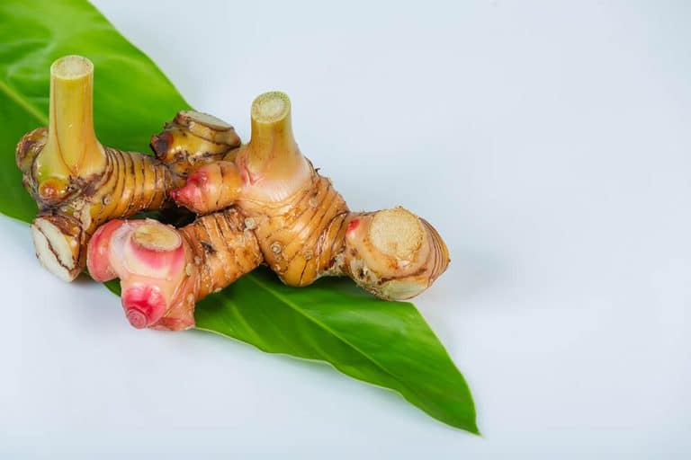 What Is Galangal? How Is It Used In Thai Cooking | Nittaya Thai Curry Paste